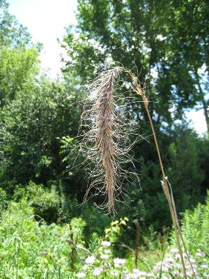 Michigan Flora