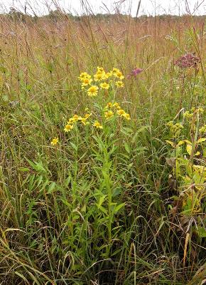 Michigan Flora
